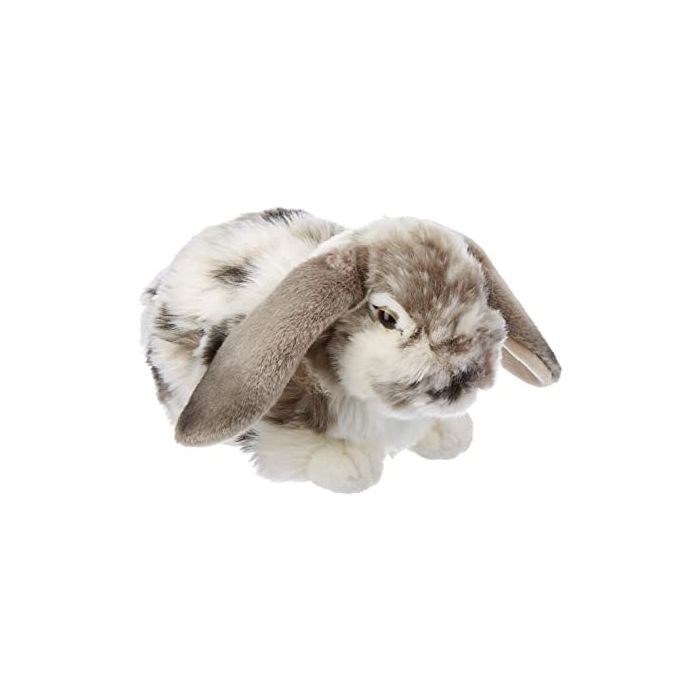 Large Dutch Lop Eared Rabbit | Stanfords